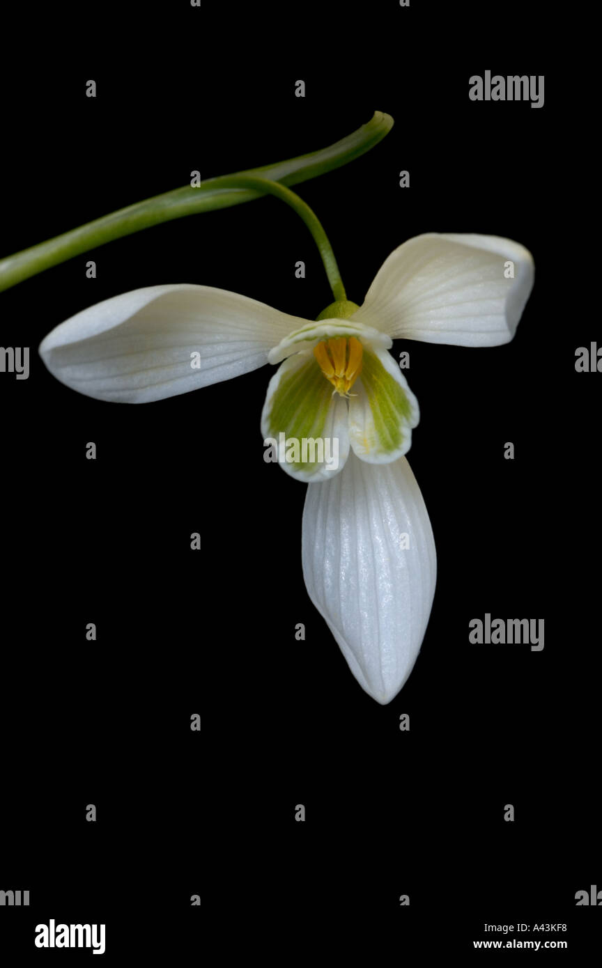 Single snowdrop close up against dark background Stock Photo - Alamy