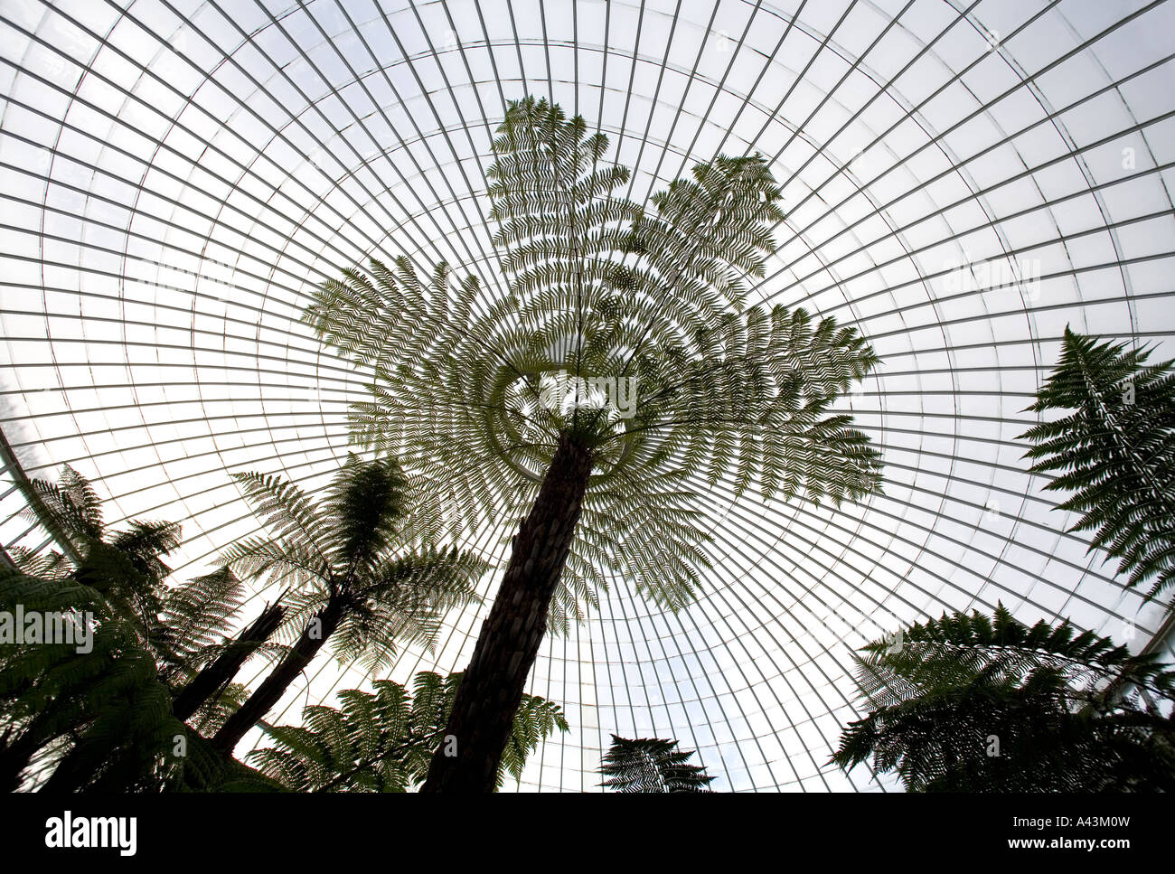 The newly restored Kibble Palace in the Botanic Gardens Glasgow UK Tree ...
