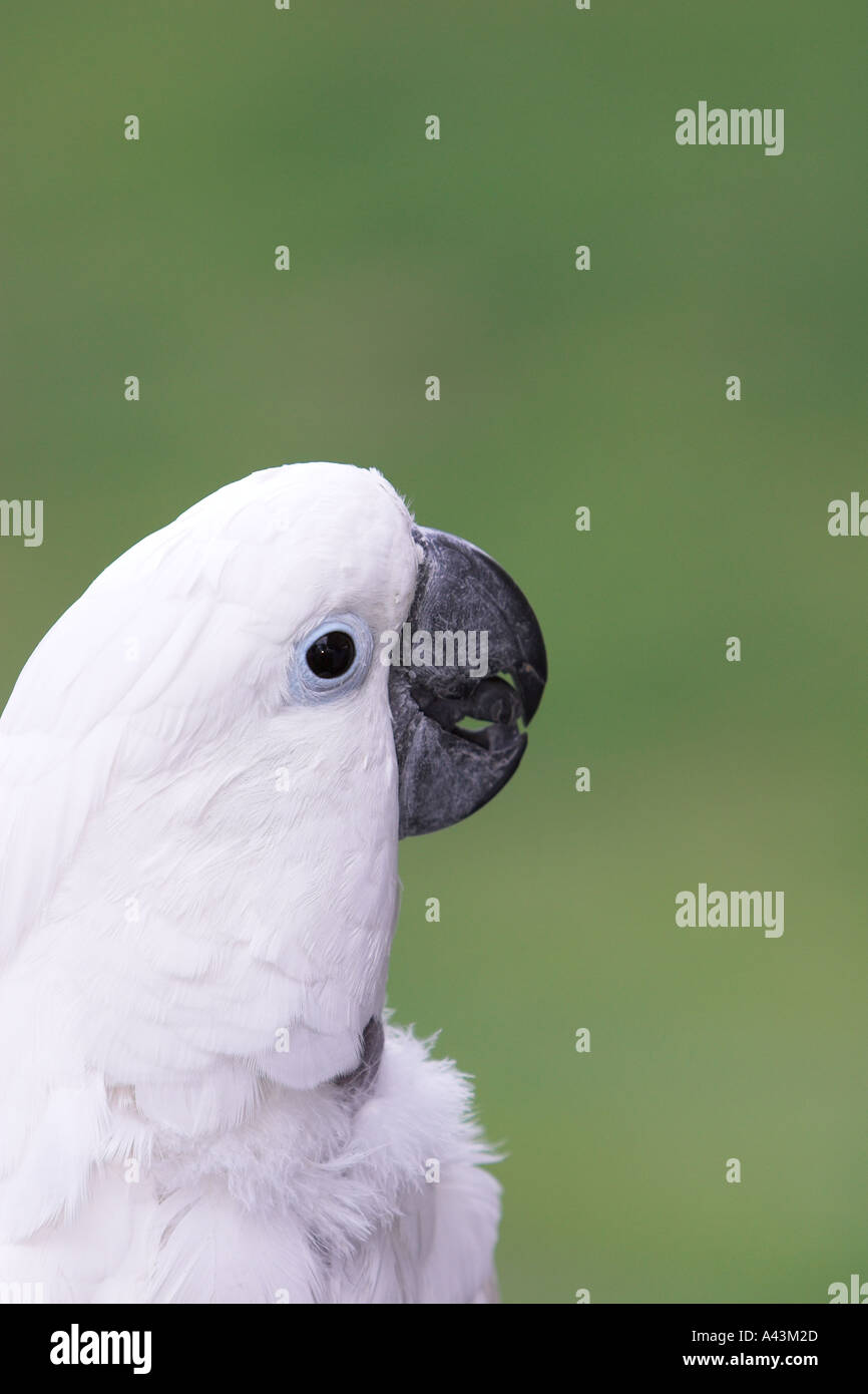 Umbrella cockatoo hi-res stock photography and images - Alamy