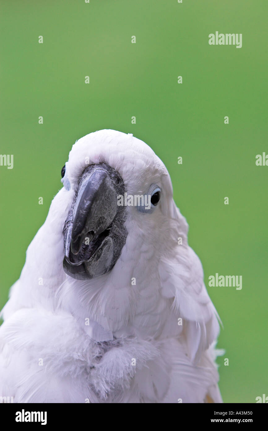 Umbrella cockatoo hi-res stock photography and images - Alamy