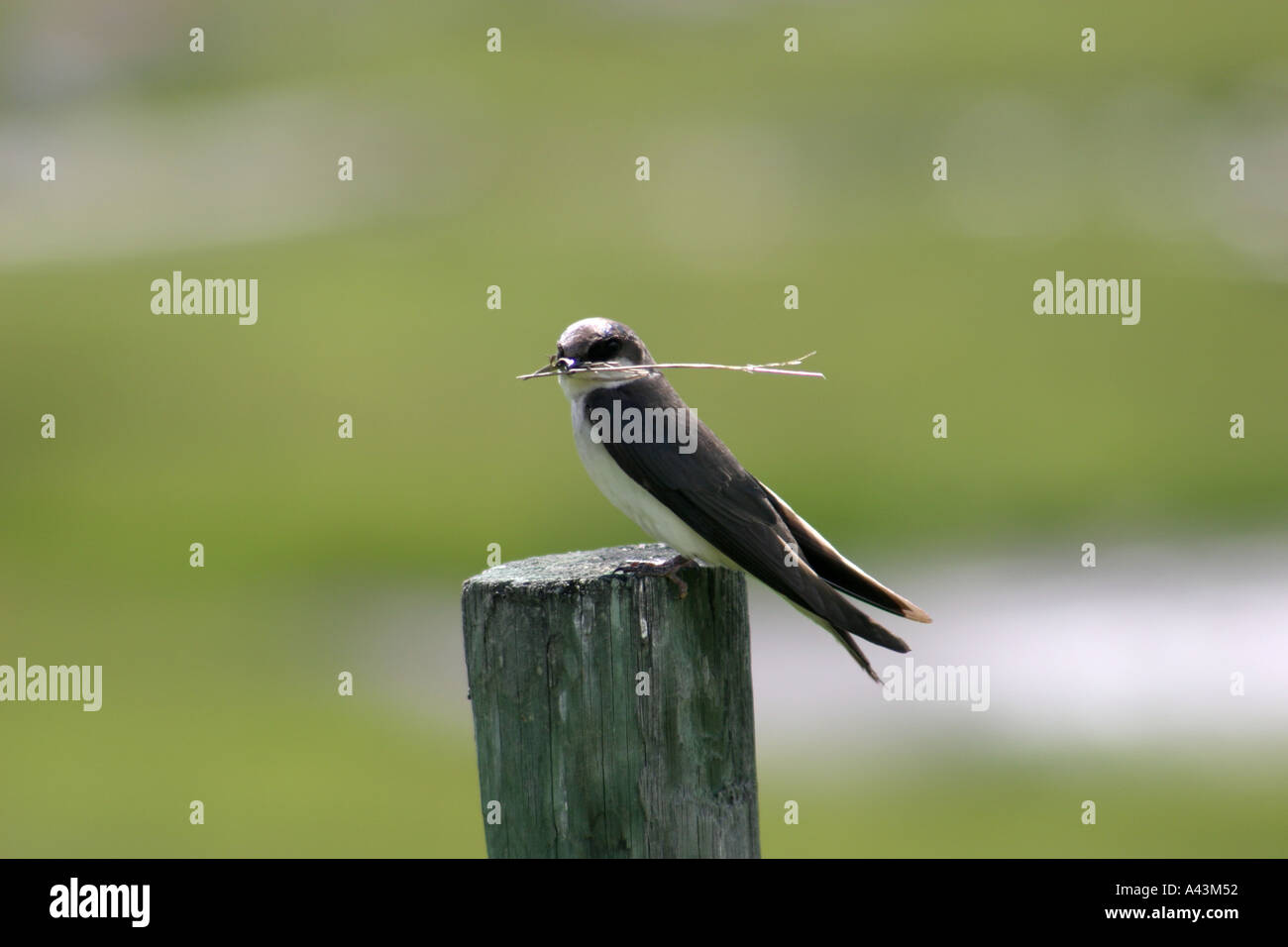 Swallow s nest hi-res stock photography and images - Alamy