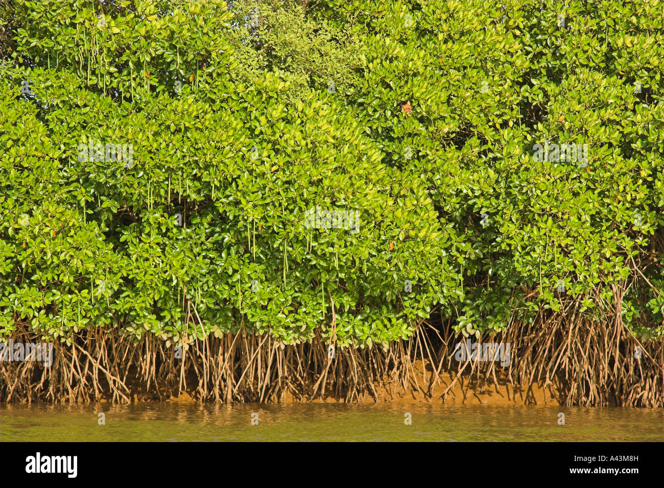 Mangroves in Goa, India Stock Photo - Alamy