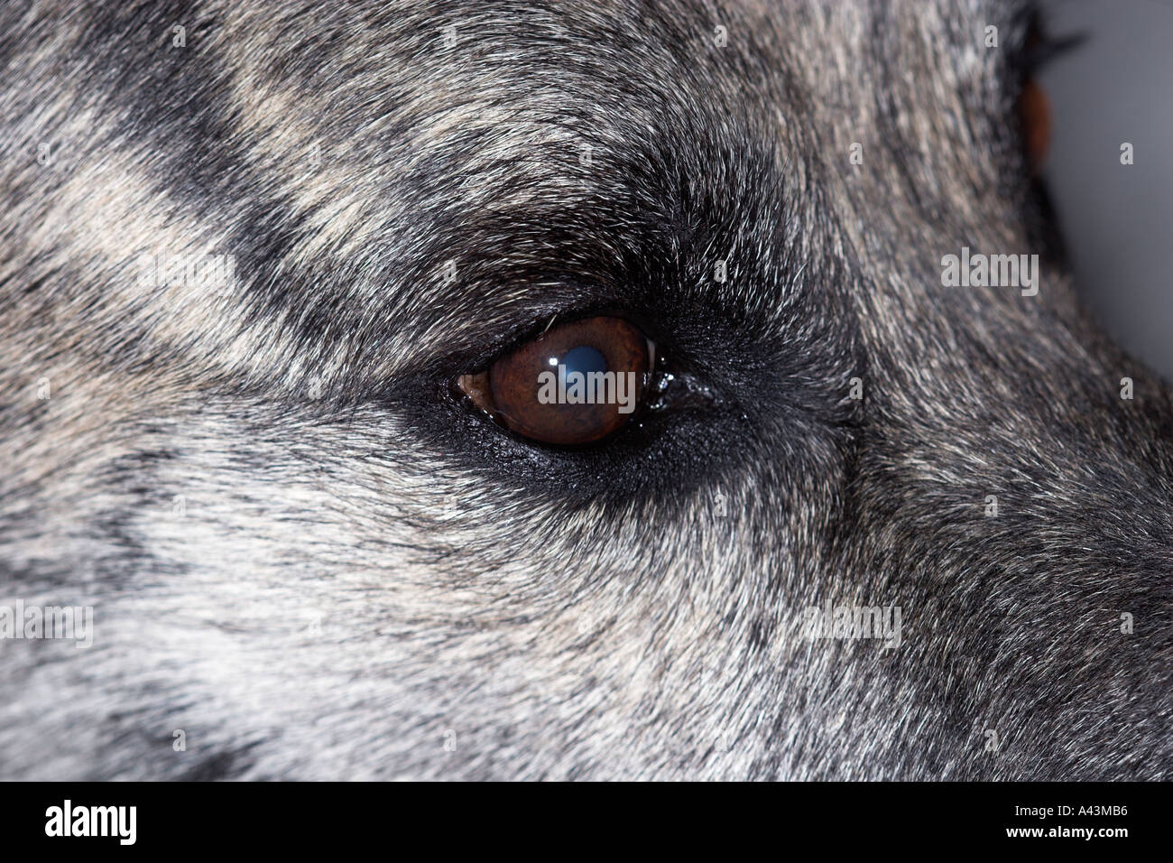 German Shepherd Greyhound Mixed Breed Dog Stock Photo - Alamy