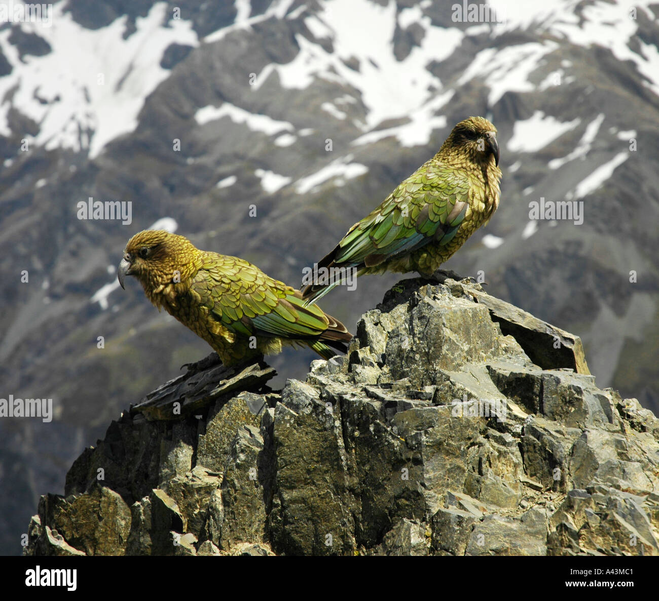 Two keas hi-res stock photography and images - Alamy