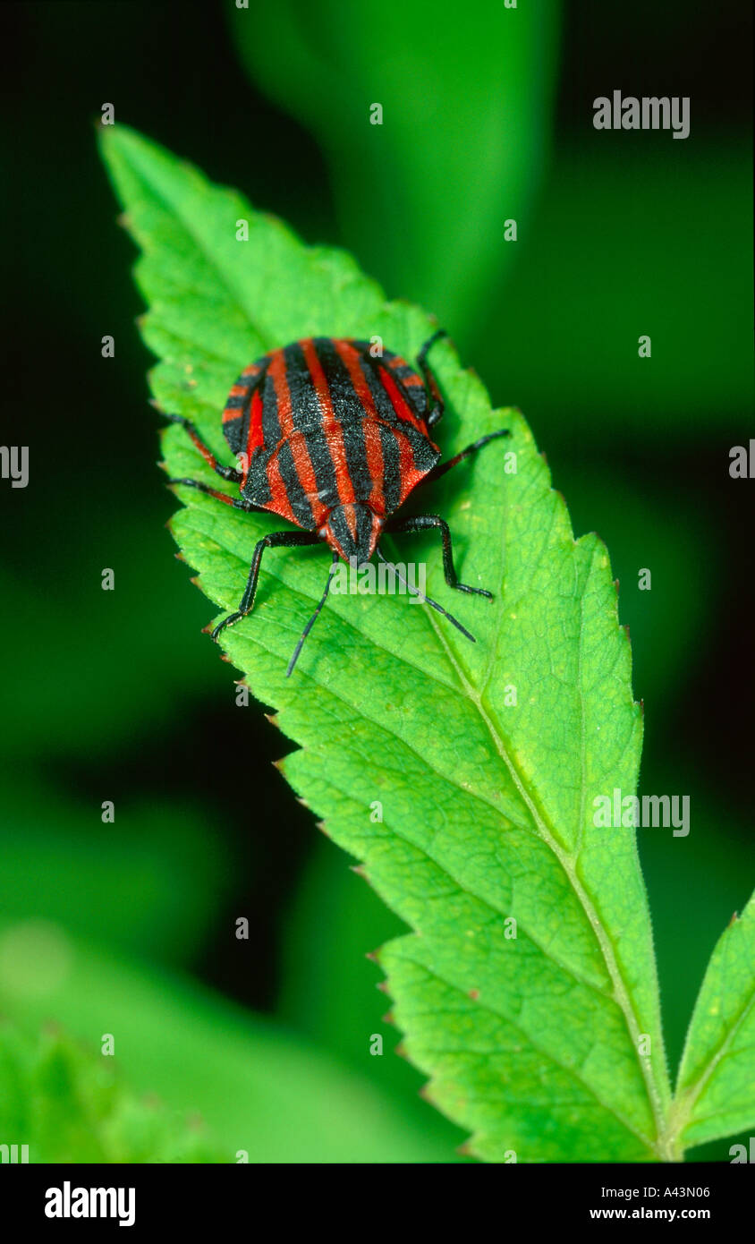 Insect on a green leaf Cut Out Stock Images & Pictures - Alamy
