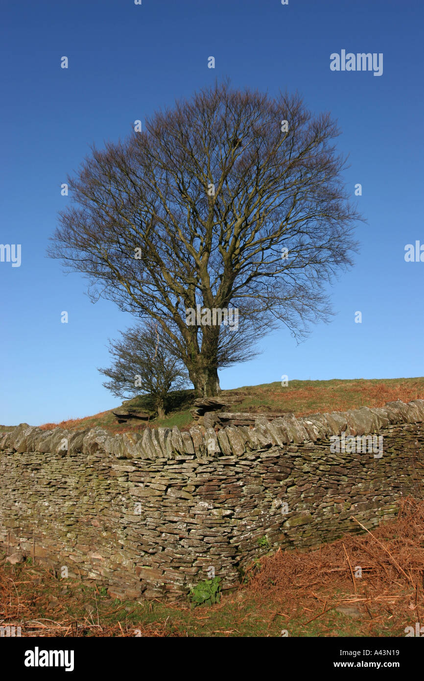 Tree Behind Dry Stone Wall Stock Photo - Alamy