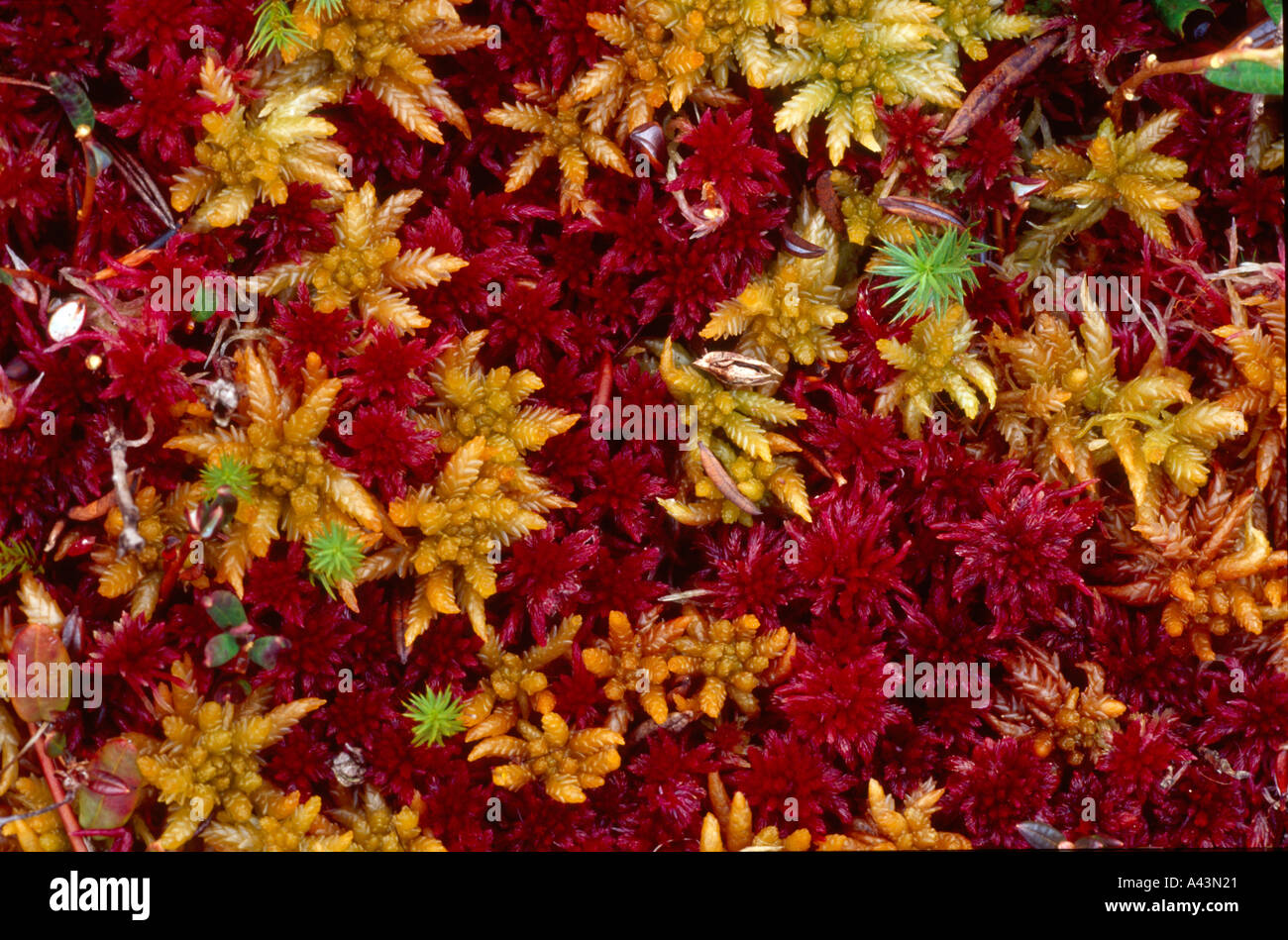 Red peat bog sphagnum hi-res stock photography and images - Alamy