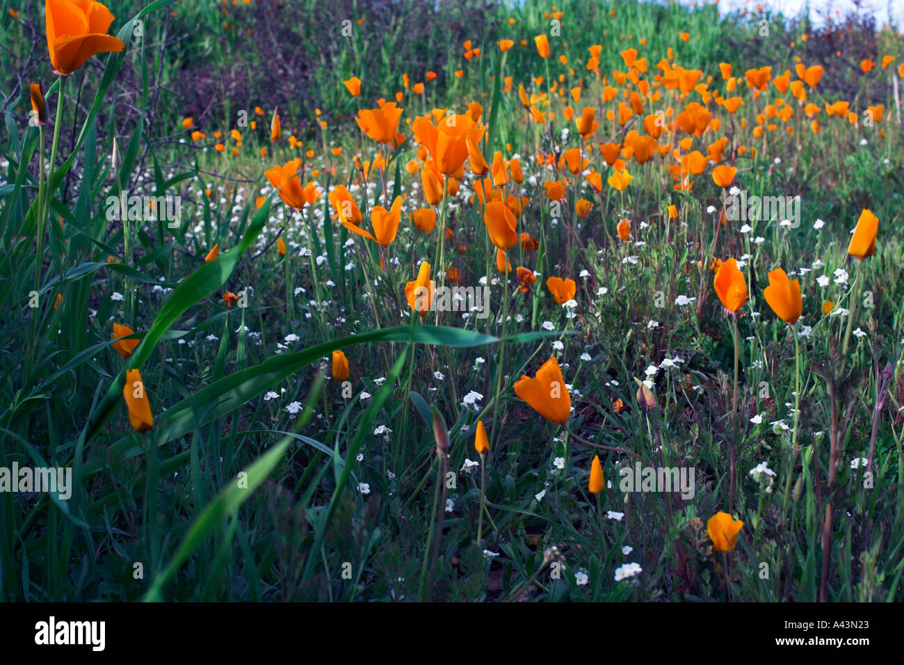 Field Of Orange California Poppies Stock Photo - Alamy