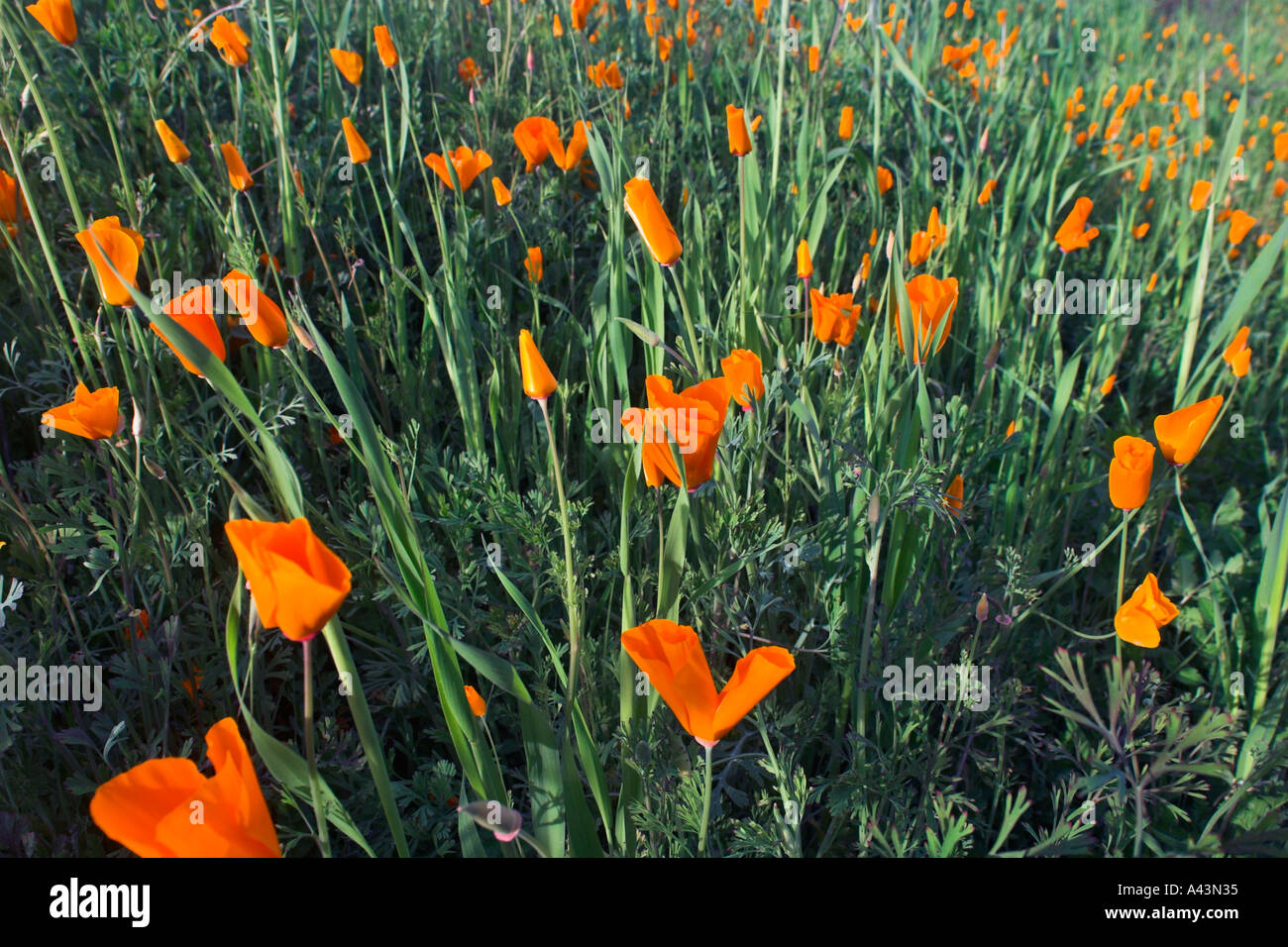 Field Of Orange California Poppies Stock Photo - Alamy