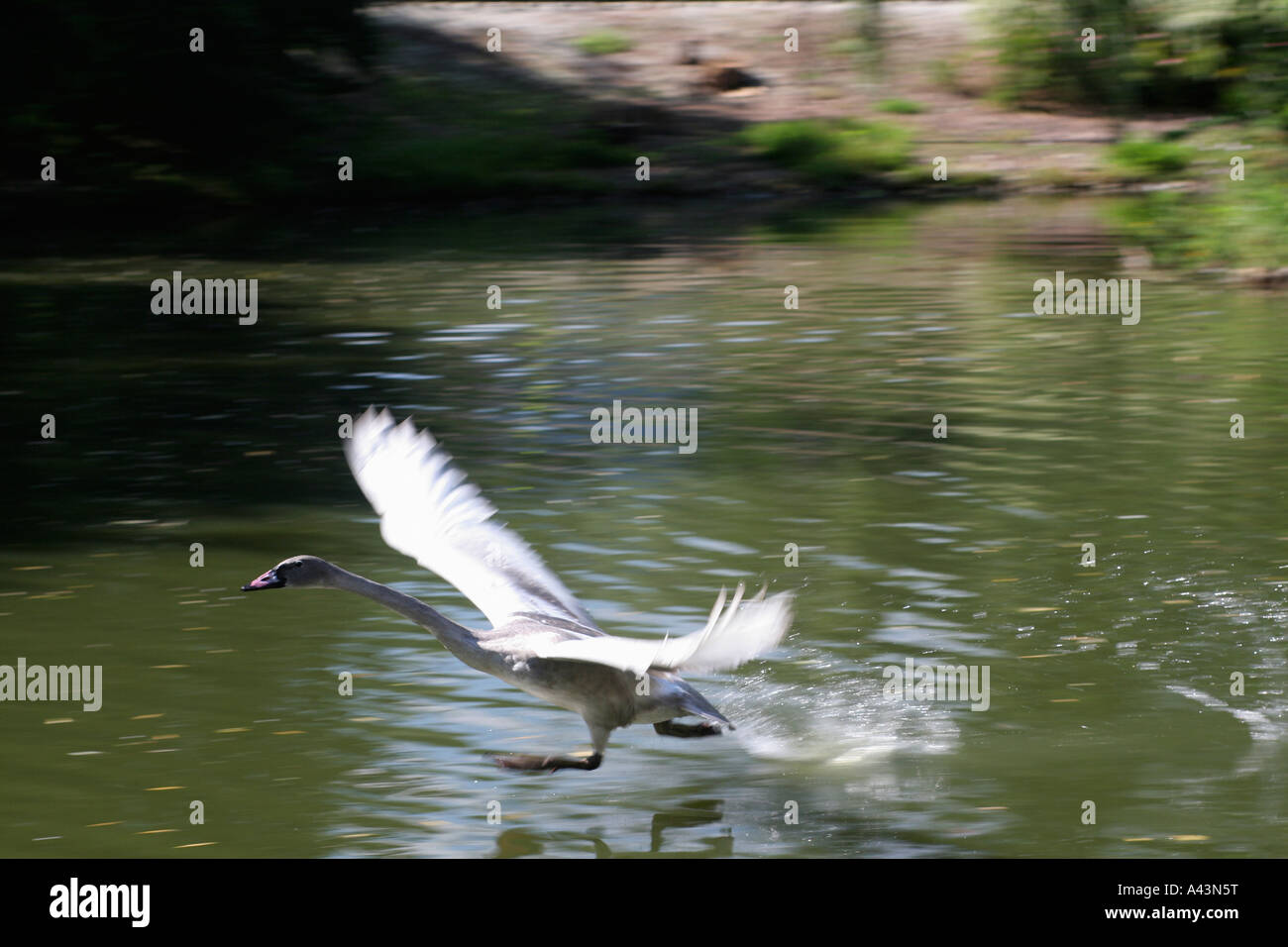 The trumpet of the swan hi-res stock photography and images - Alamy