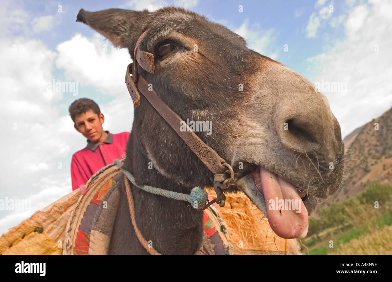 Berber boy and donkey in the Aït Boughmez valley High Atlas mountains ...