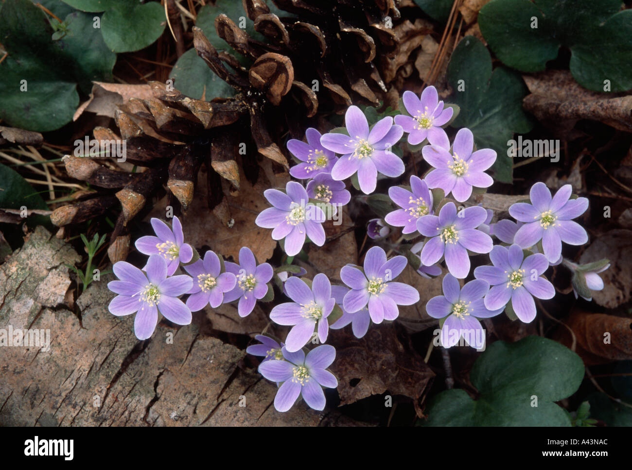 Round lobed hepatica hi-res stock photography and images - Alamy