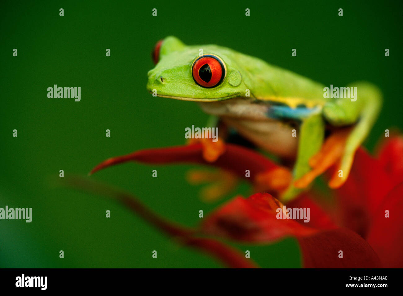 Lime green frog hi-res stock photography and images - Alamy