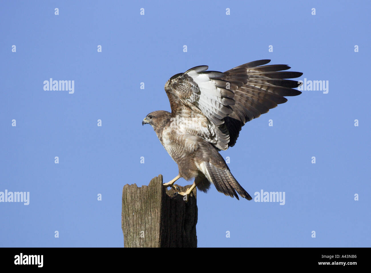 Buzzard on fence hi-res stock photography and images - Alamy