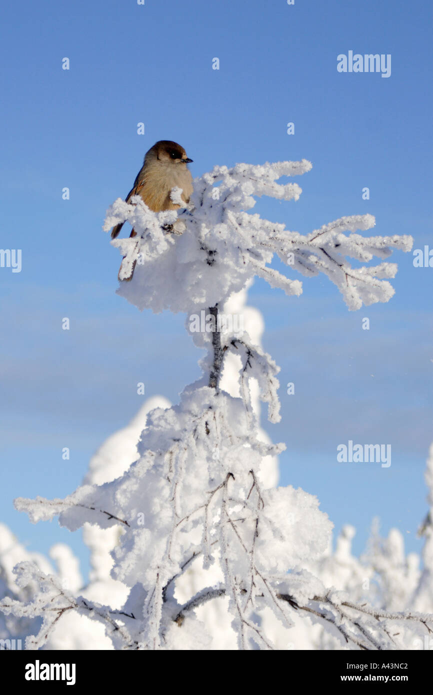 Tree covered with snow hi-res stock photography and images - Alamy