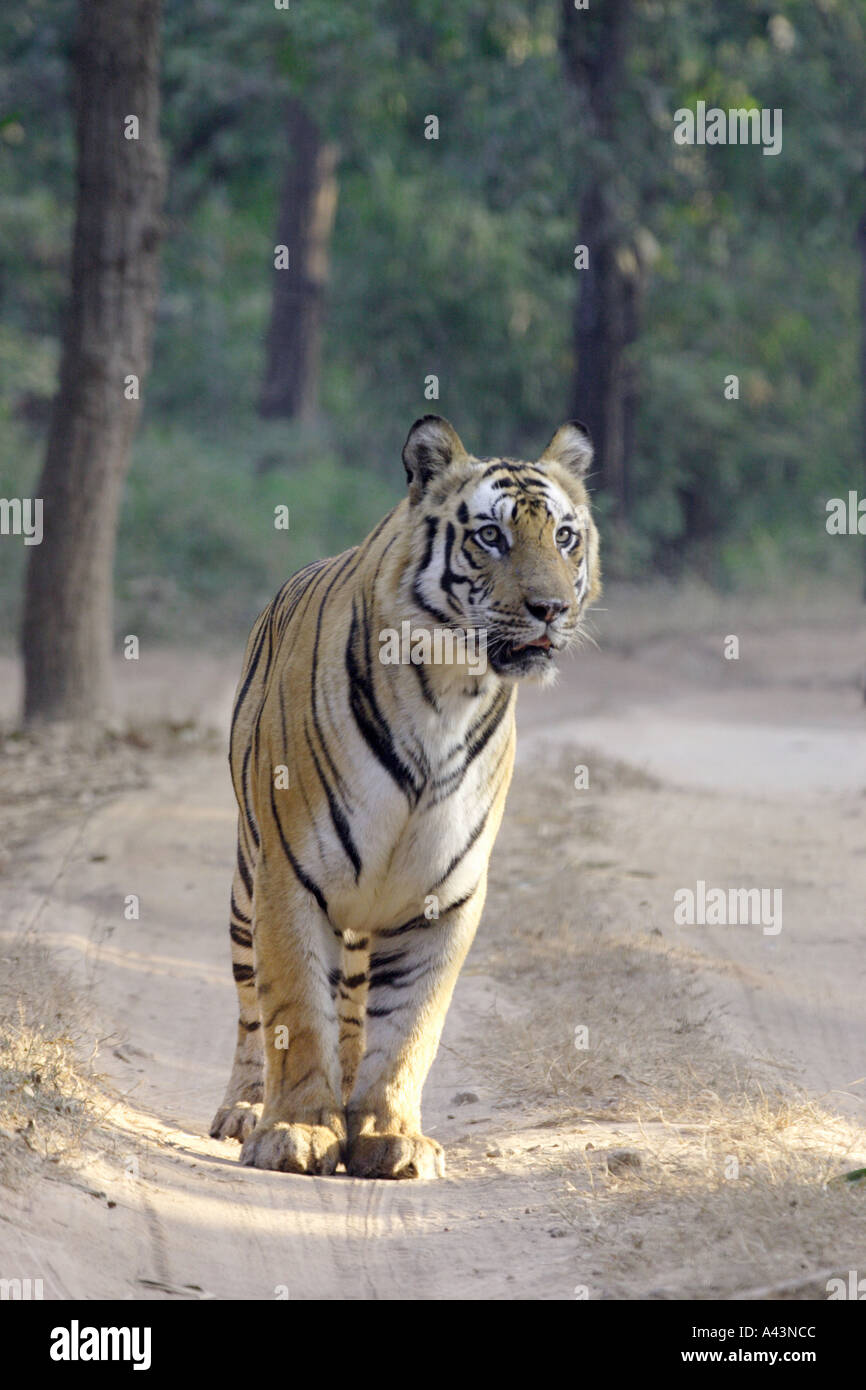 Male royal bengal tiger in hi-res stock photography and images - Alamy