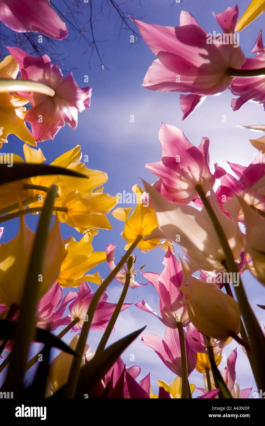 Ant s view hi-res stock photography and images - Alamy