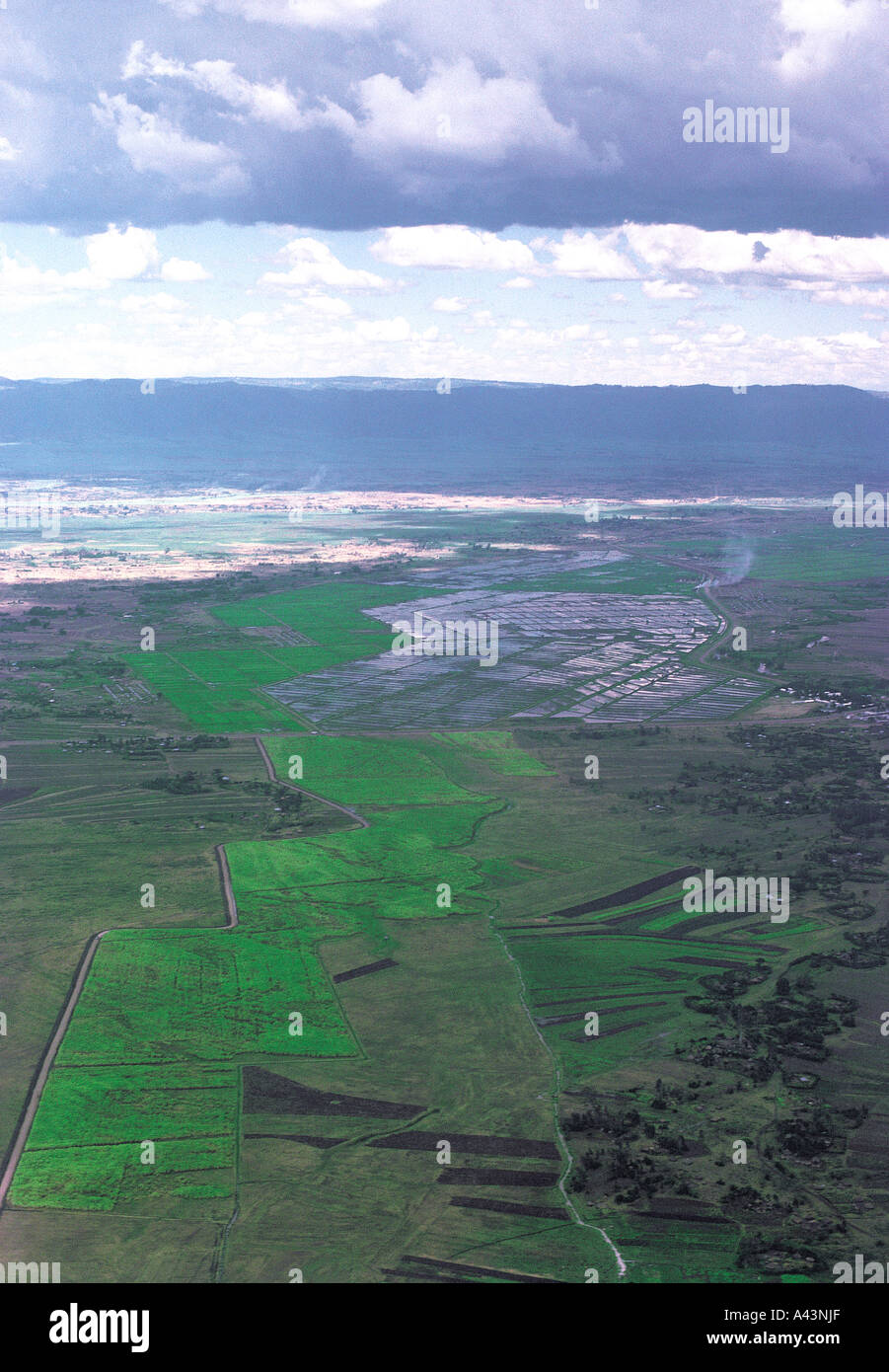 Rice paddy fields south of the Nandi Hills and east of Kisumu Kenya ...