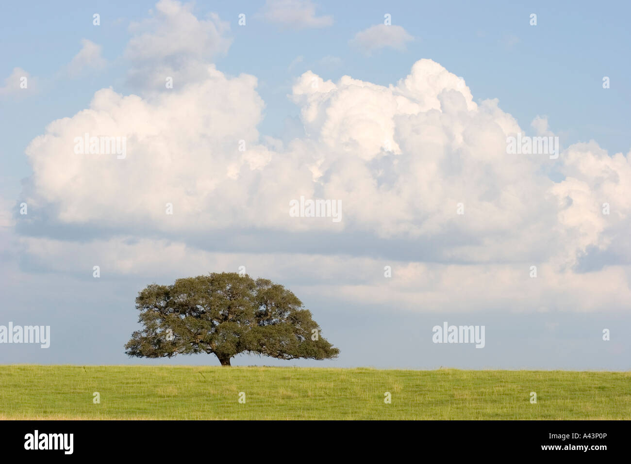 Single large oak tree in wide open field in late afternoon with clouds ...