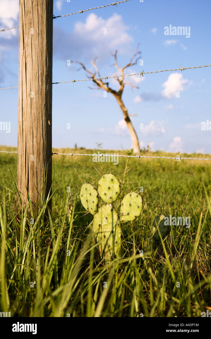 Florida cactus hi-res stock photography and images - Alamy