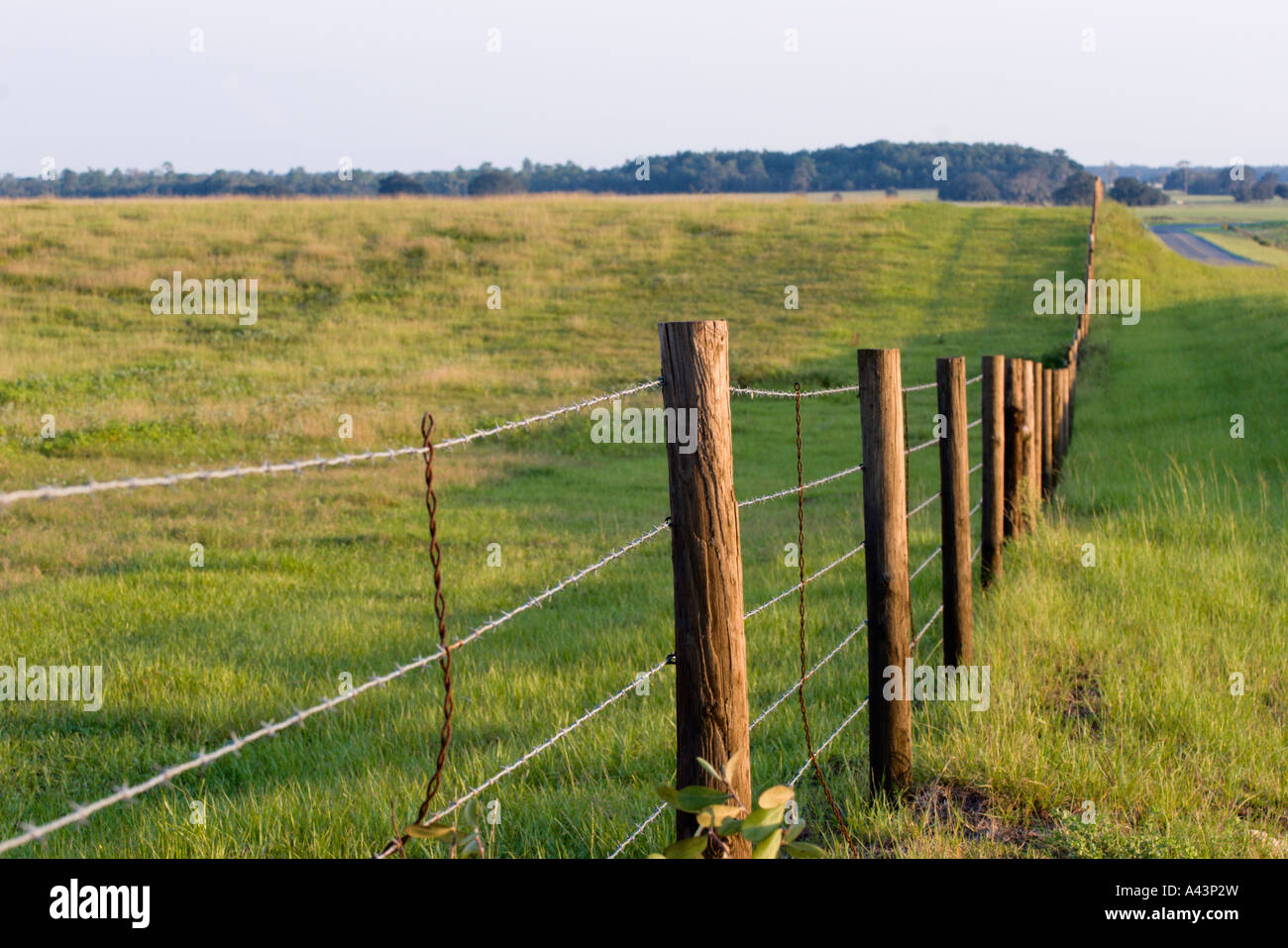 Lone oak tree along fence line hi-res stock photography and images - Alamy