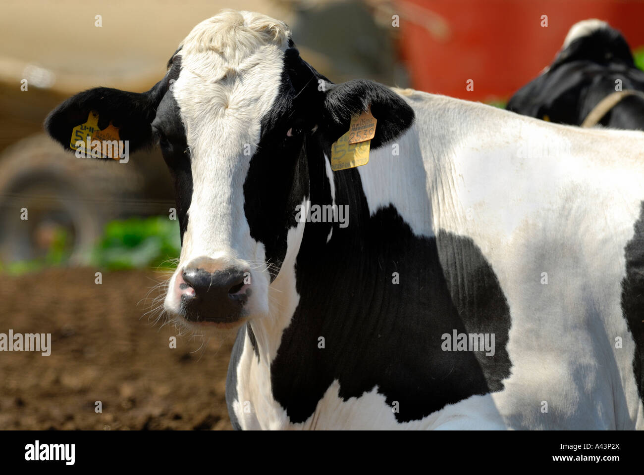 COW ON A FARM Stock Photo - Alamy