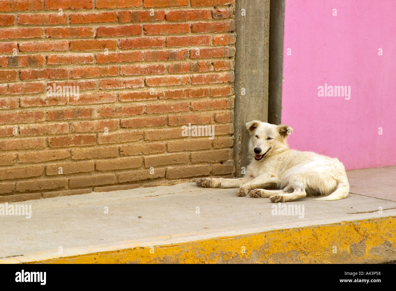 Local dog local color on the street in St Martin Oaxaca State Mexico ...