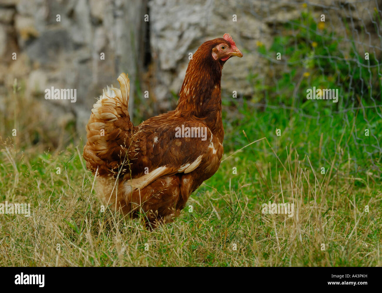 CHICKEN HEN ON A FARM Stock Photo - Alamy