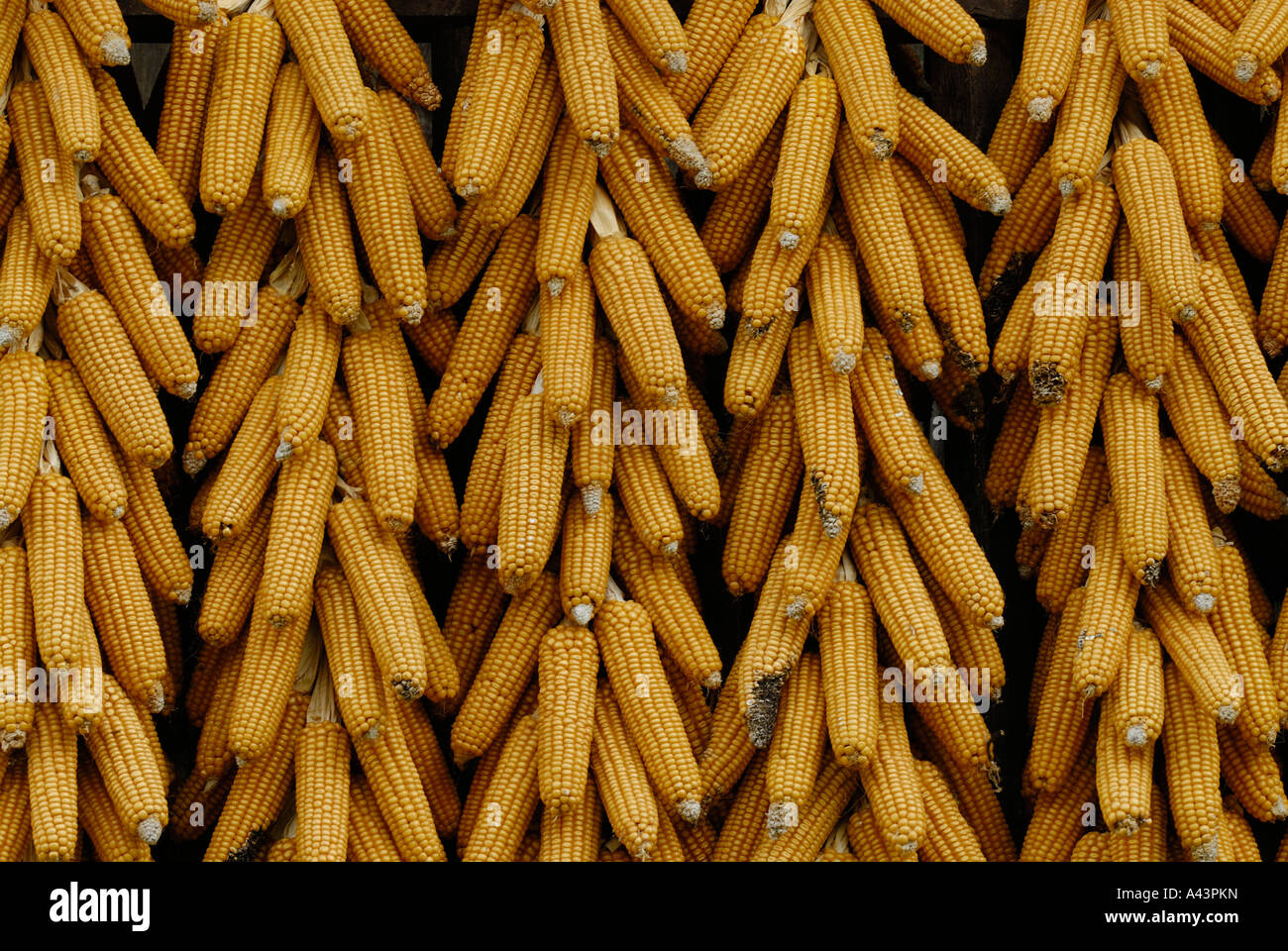 CORN COB BACKGROUND Stock Photo - Alamy