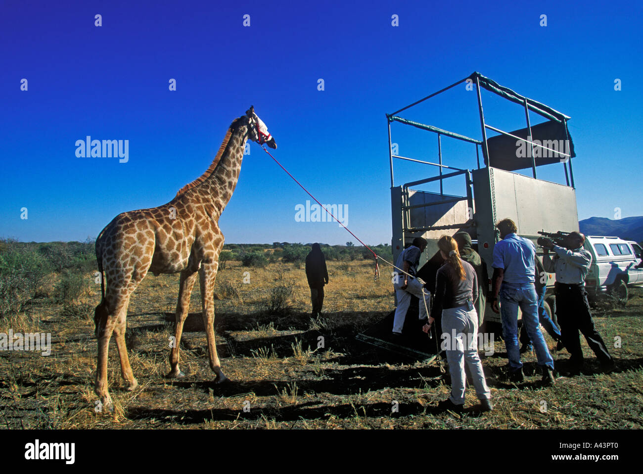 Translocation animal hi-res stock photography and images - Alamy
