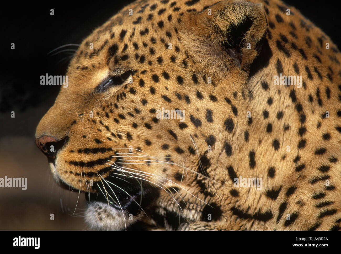 African leopard snarl hi-res stock photography and images - Alamy