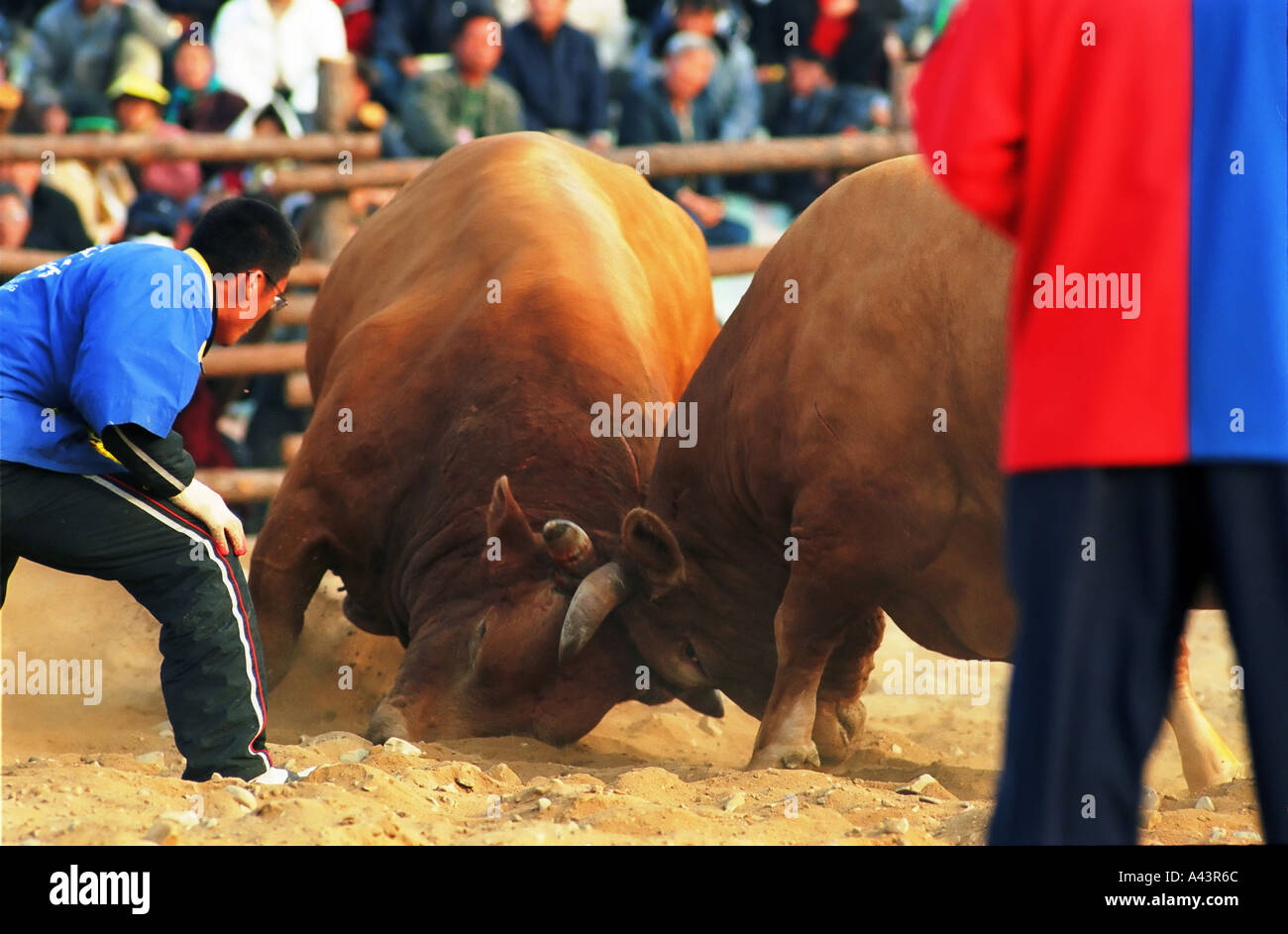 The International Bullfighting Festival in Cheongdo South Korea Stock ...