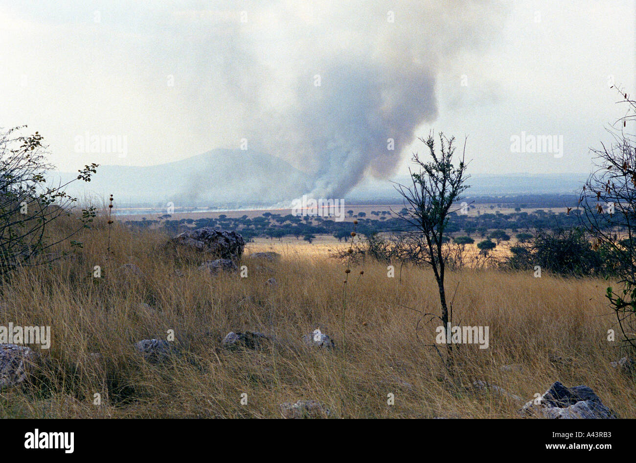plains of Serengeti on fire Stock Photo - Alamy