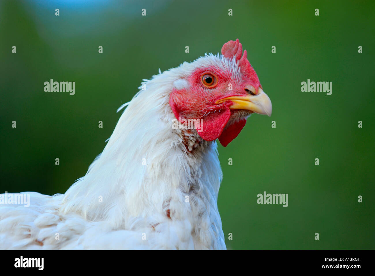 CHICKEN HEN ON A FARM Stock Photo - Alamy