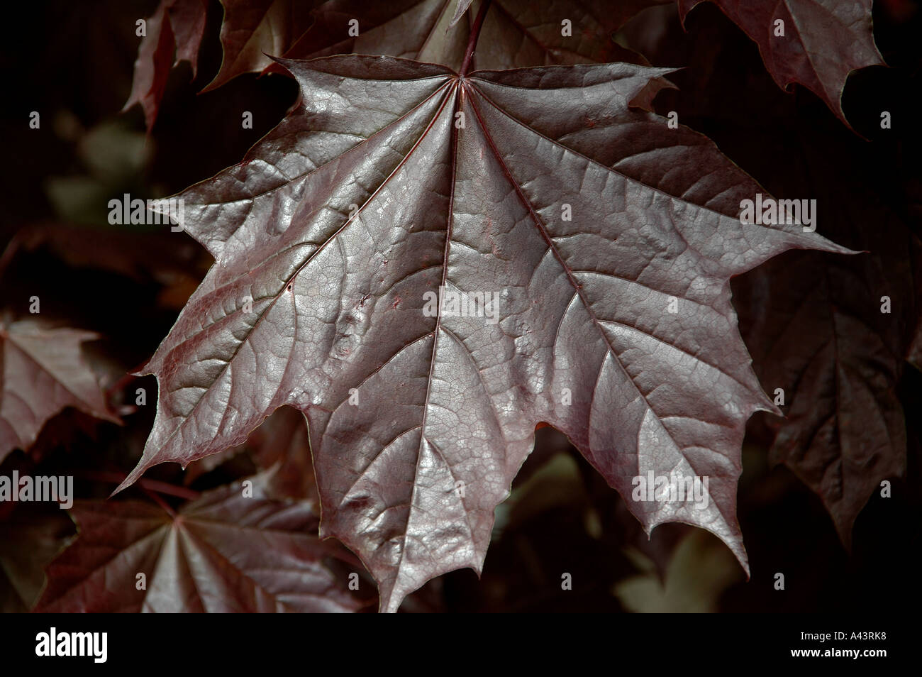 The Black Leaf In The Fall Stock Photo - Alamy