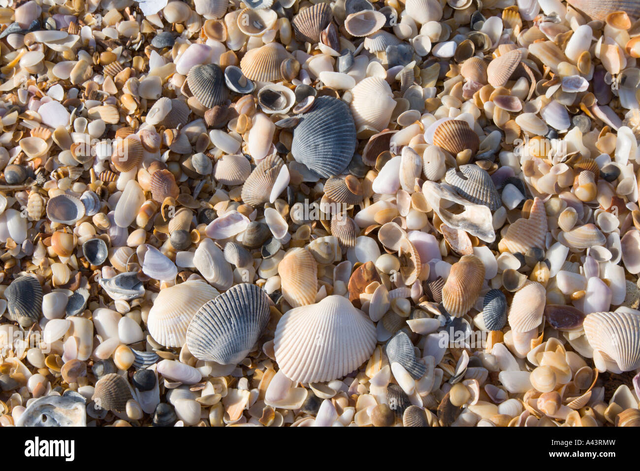 Close-up of shells on Atlantic Ocean beach near St. Augustine, Florida ...