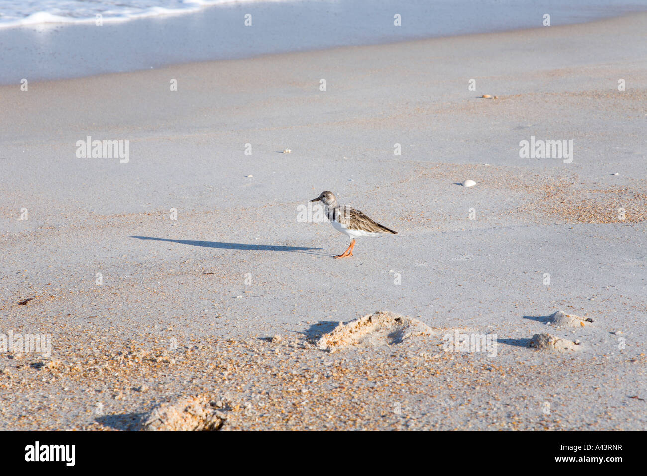 Sandpiper looking for food on beach at North Beach, Florida near St ...