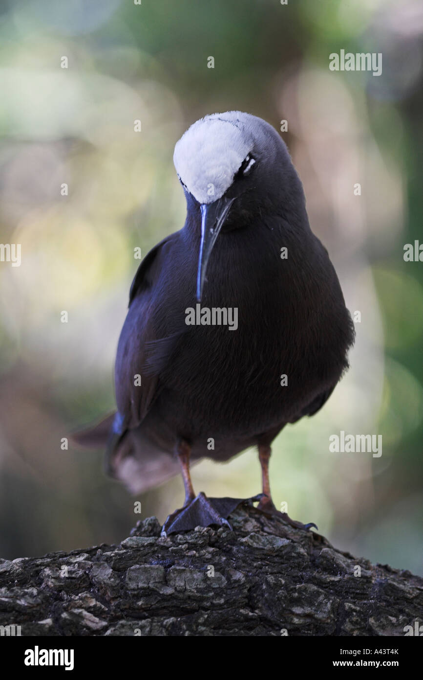 White capped noddy hi-res stock photography and images - Alamy