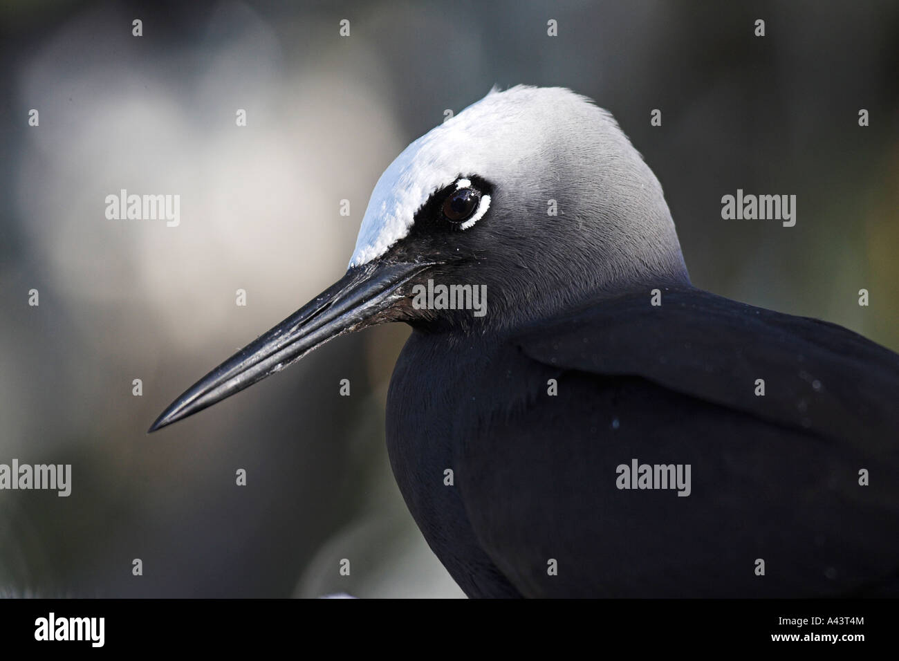 White-capped noddy, anous minutus, adult Stock Photo - Alamy