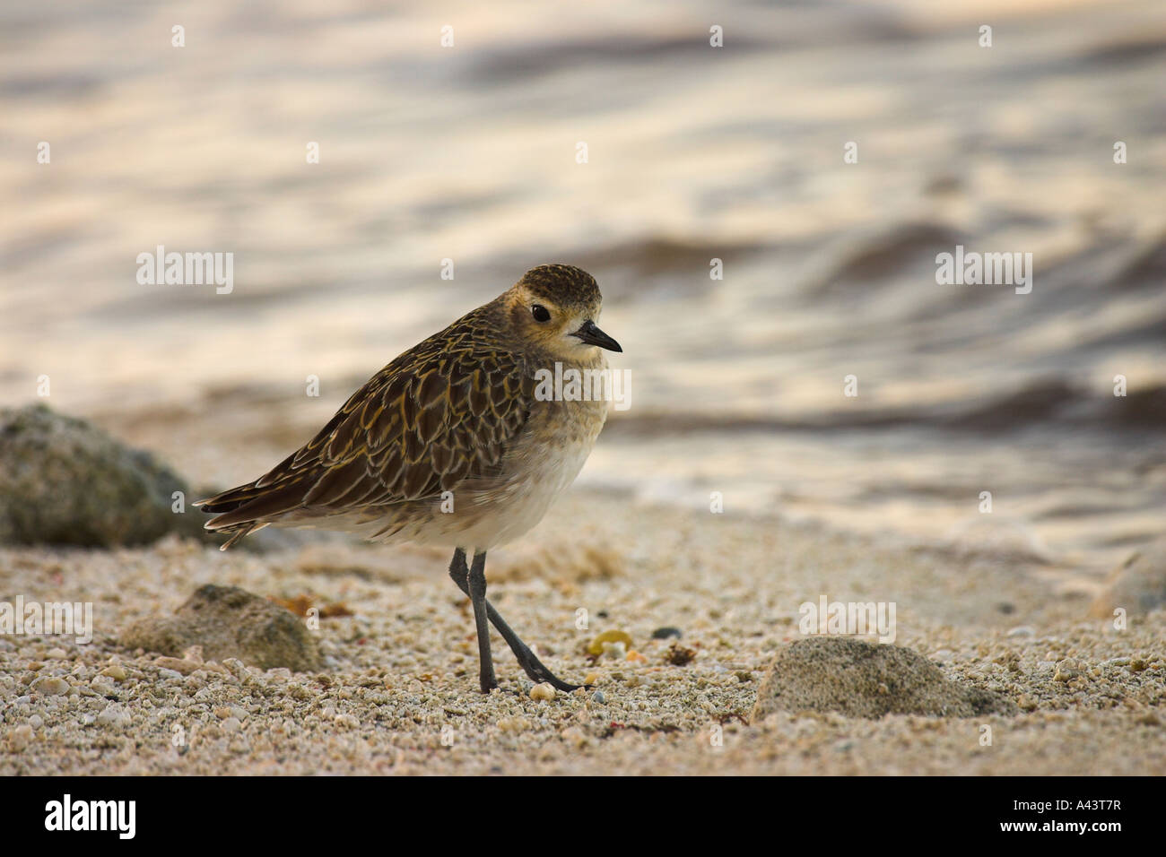 Australian golden plover hi-res stock photography and images - Alamy