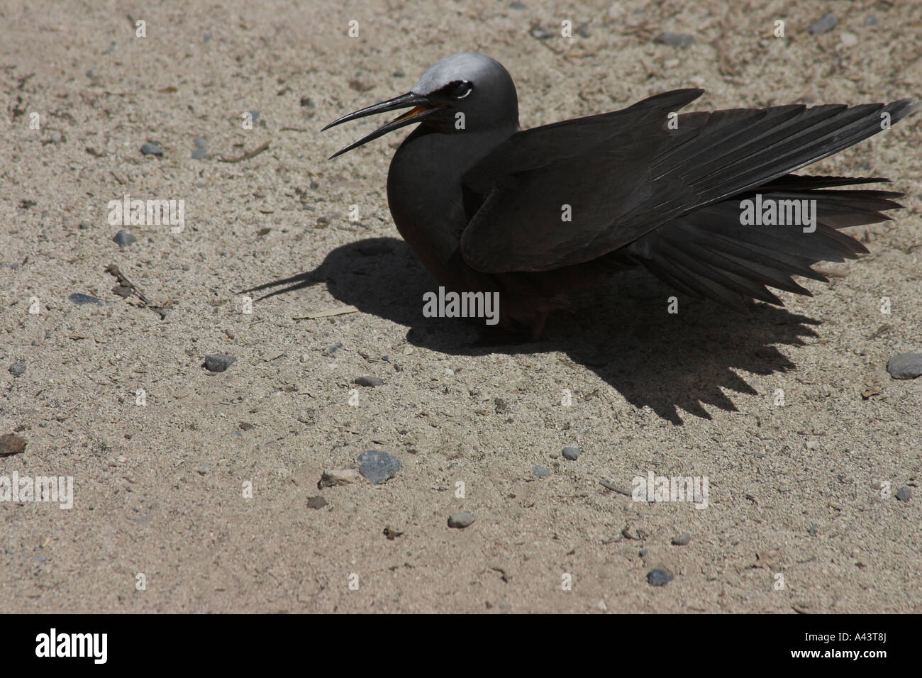 White-capped noddy, anous minutus, single adult on ground Stock Photo ...