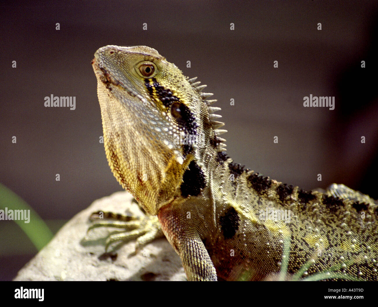 AN AUSTRALIAN WATER DRAGON LIZARD Stock Photo - Alamy