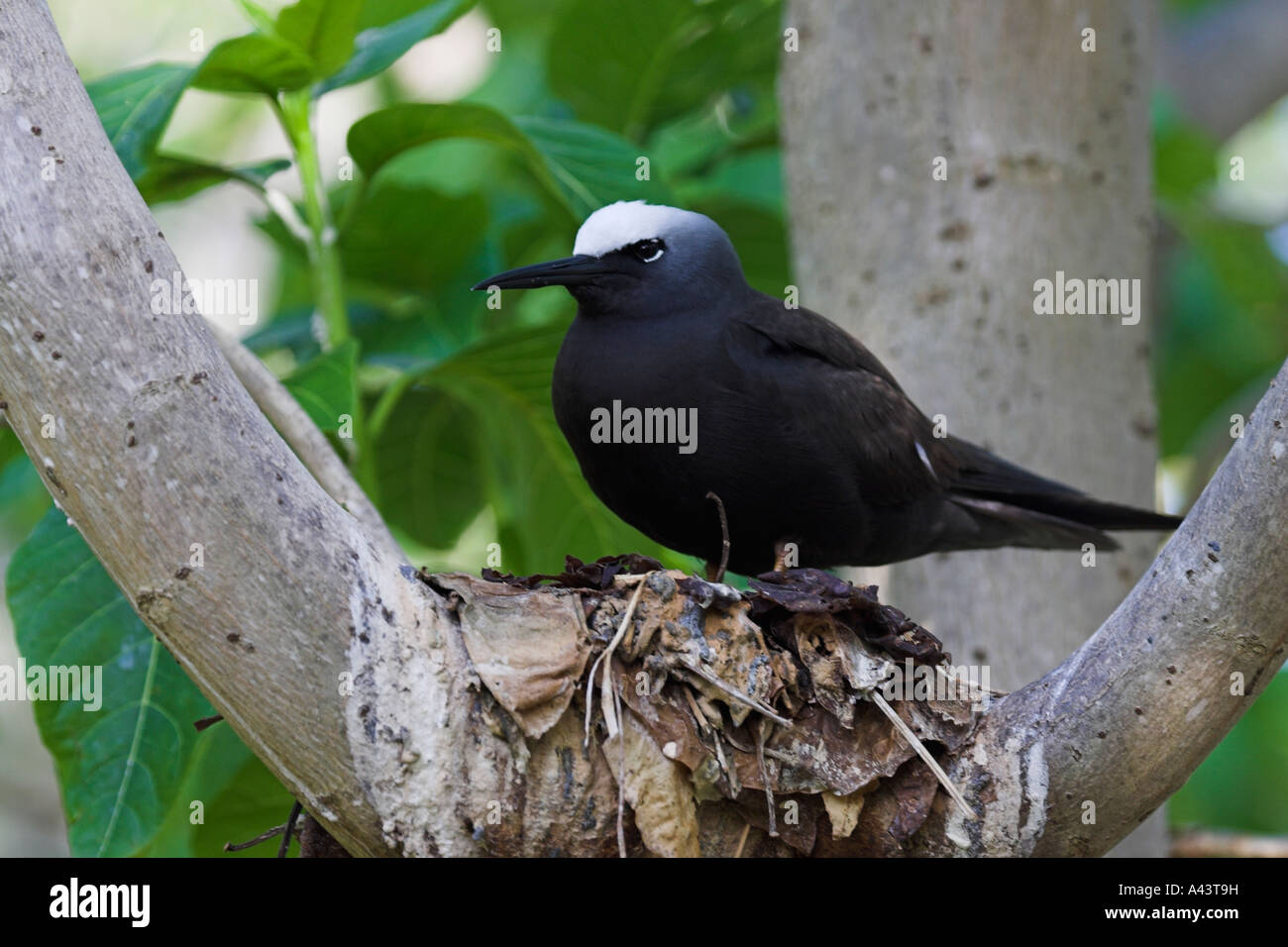 White-capped noddy, anous minutus, adult and on nest Stock Photo - Alamy