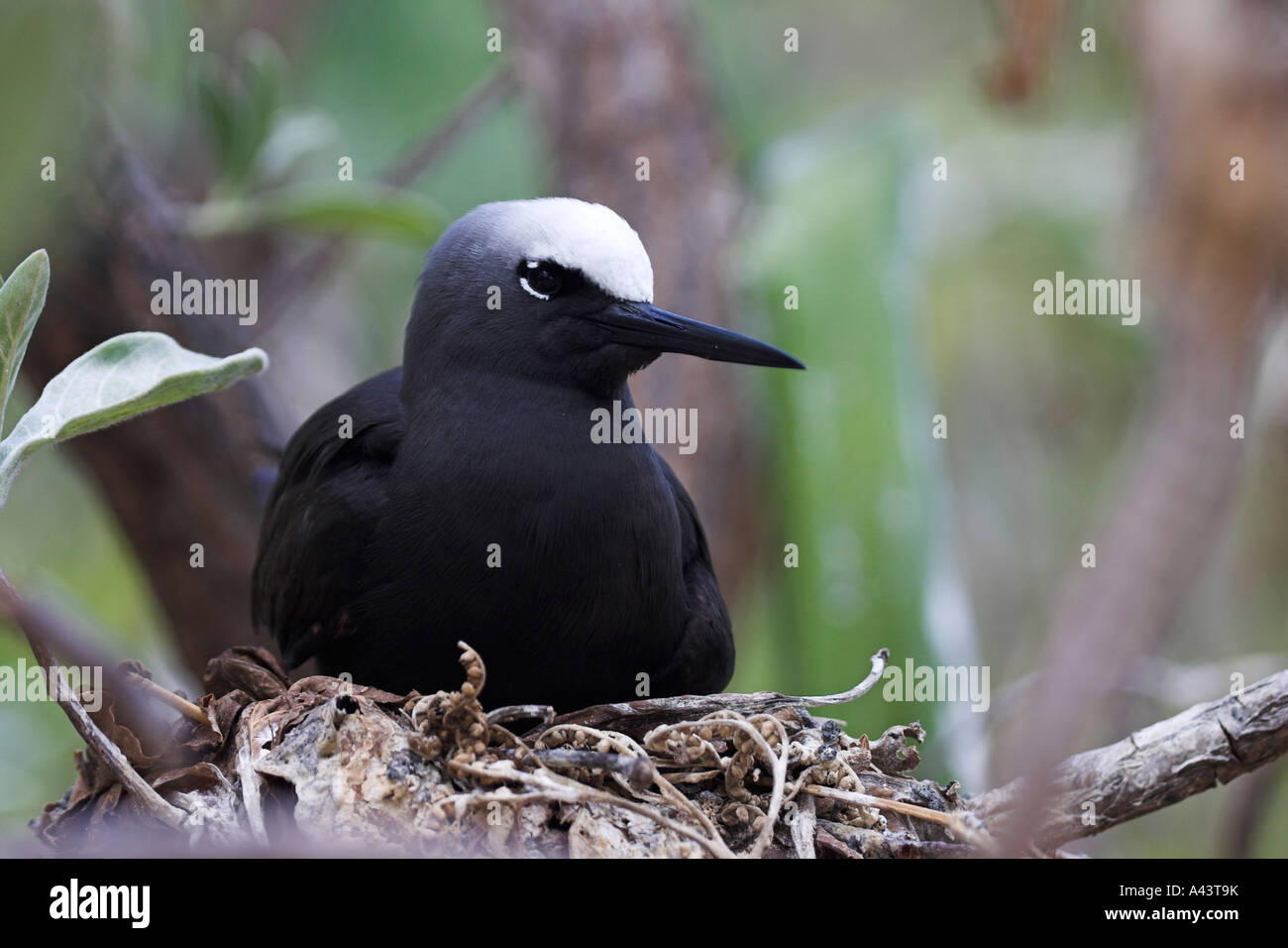 White-capped noddy, anous minutus, adult and on nest Stock Photo - Alamy