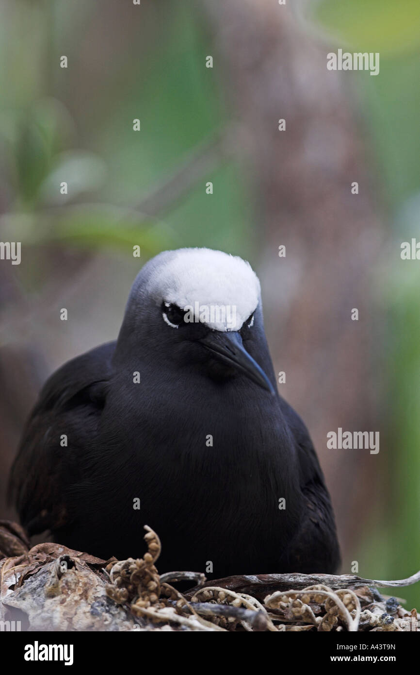 White-capped noddy, anous minutus, adult and on nest Stock Photo - Alamy