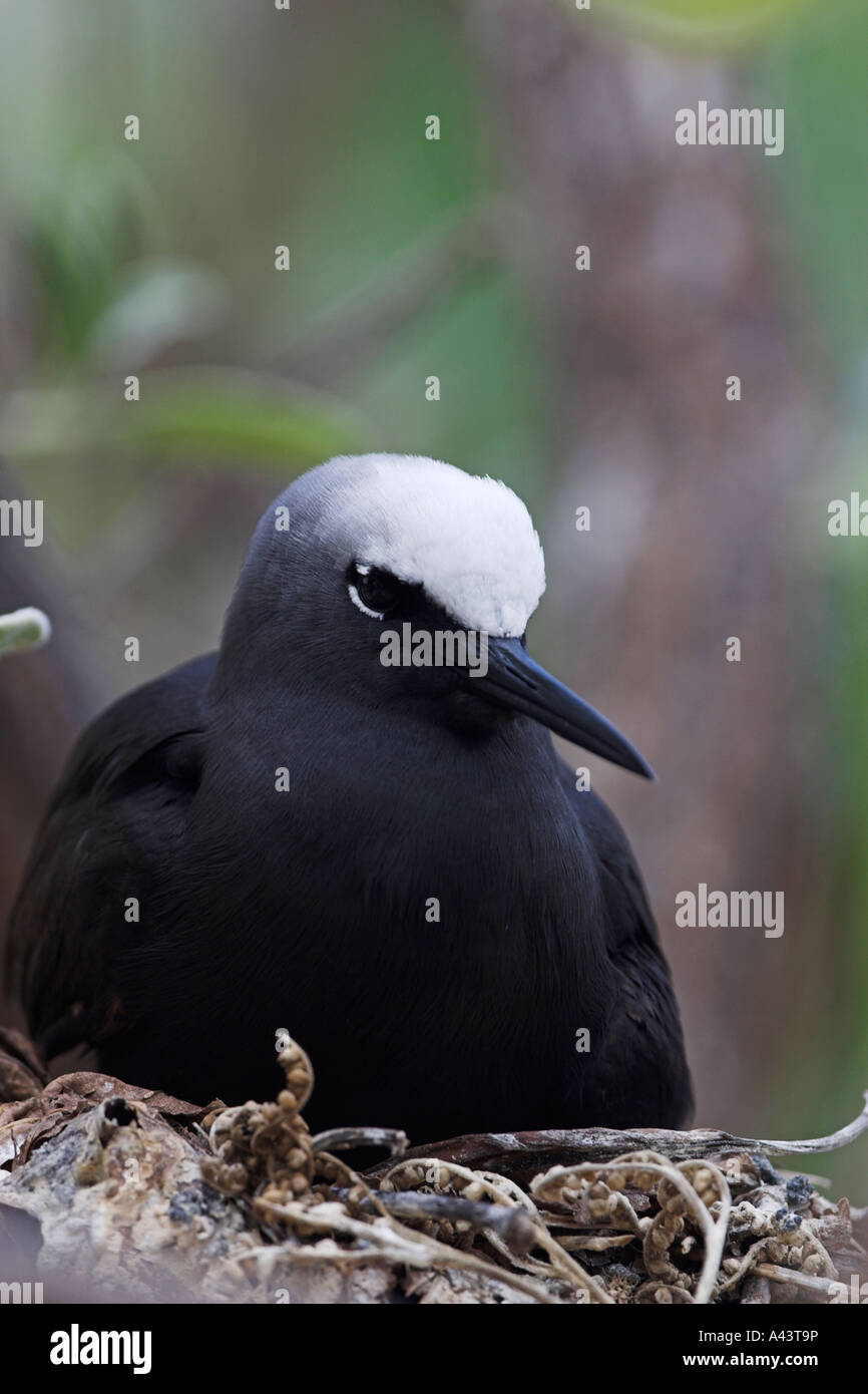 White-capped noddy, anous minutus, adult and on nest Stock Photo - Alamy
