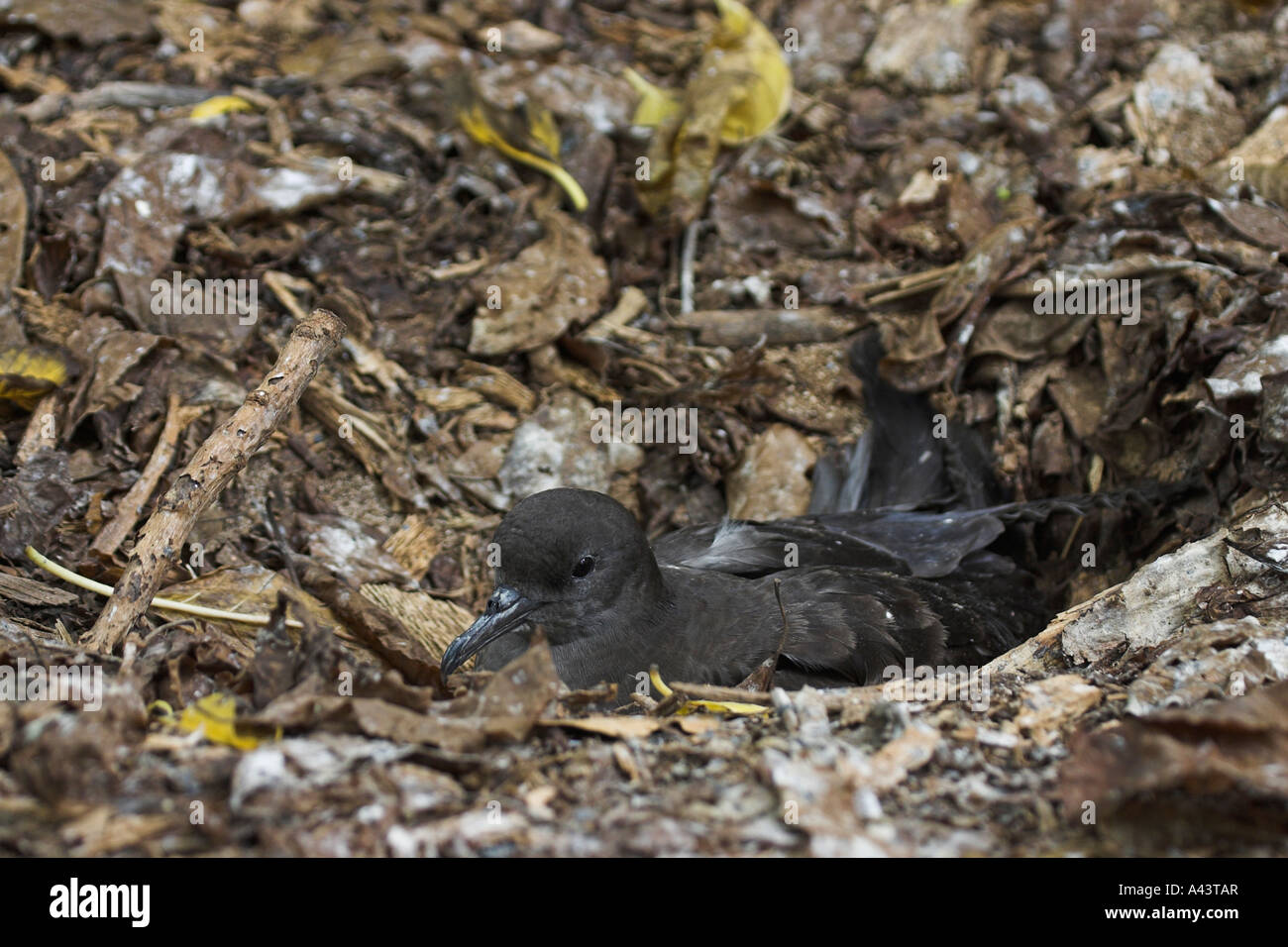 Puffinus pacificus australia hi-res stock photography and images - Alamy