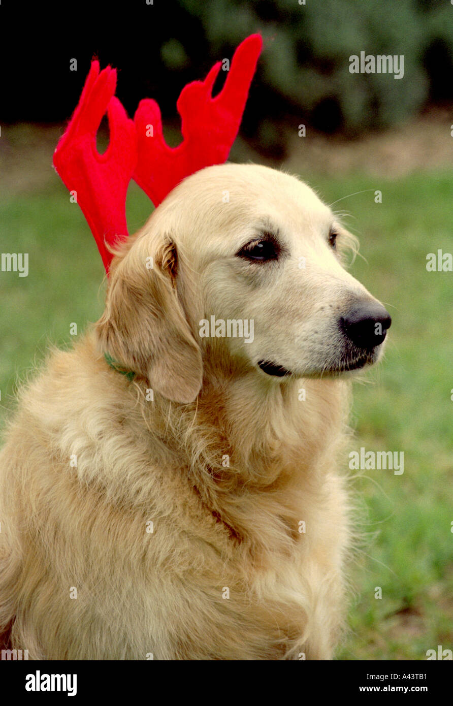 Golden retriever dog bunny ears hi-res stock photography and images - Alamy