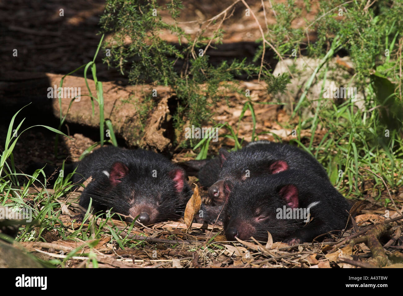 Tasmanian Devil, sarcophilus harrisi, three adults resting in sun Stock ...