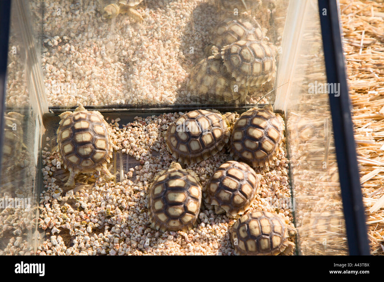 Baby Sulcata Tortoise Enclosure